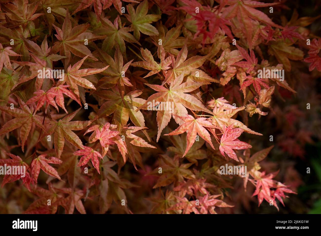 Acer palmatum shindeshojo hi-res stock photography and images - Alamy