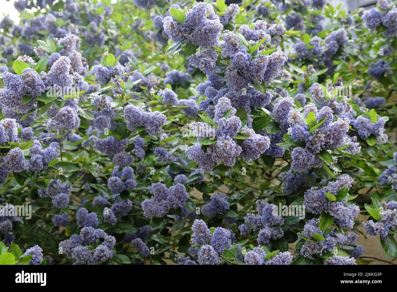 Island ceanothus tree 'Trewithen Blue' in flower Stock Photo - Alamy