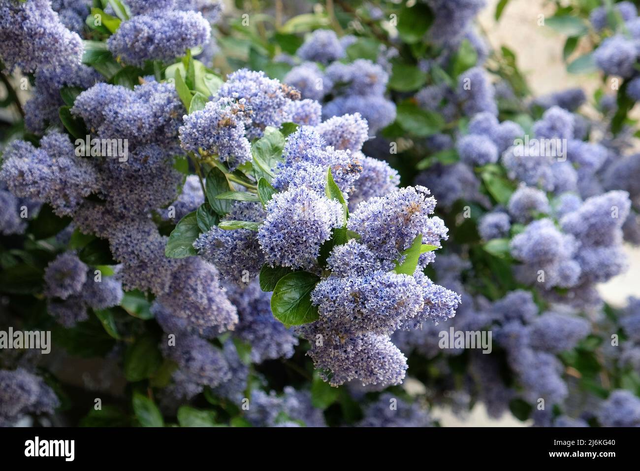Island ceanothus tree 'Trewithen Blue' in flower Stock Photo - Alamy