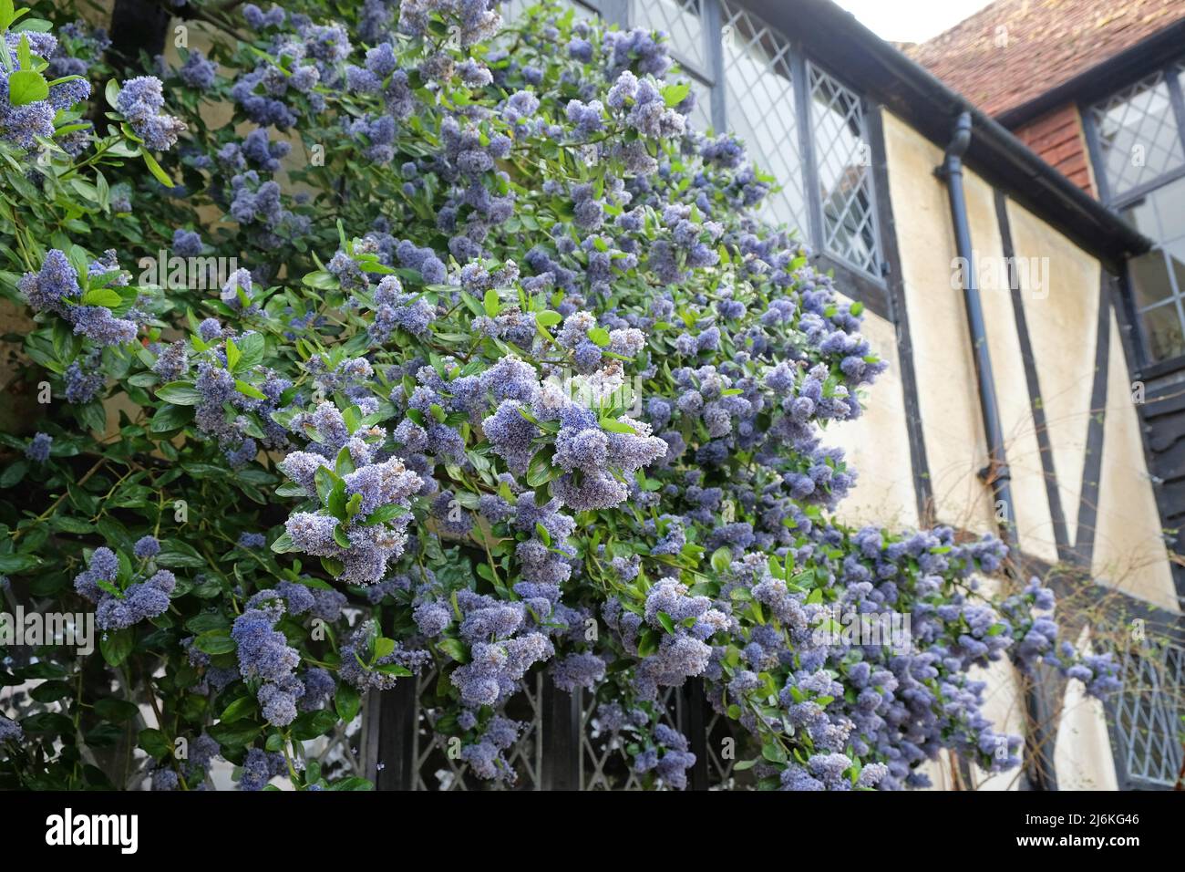 Ceanothus arboreus trewithen blue hi-res stock photography and images ...