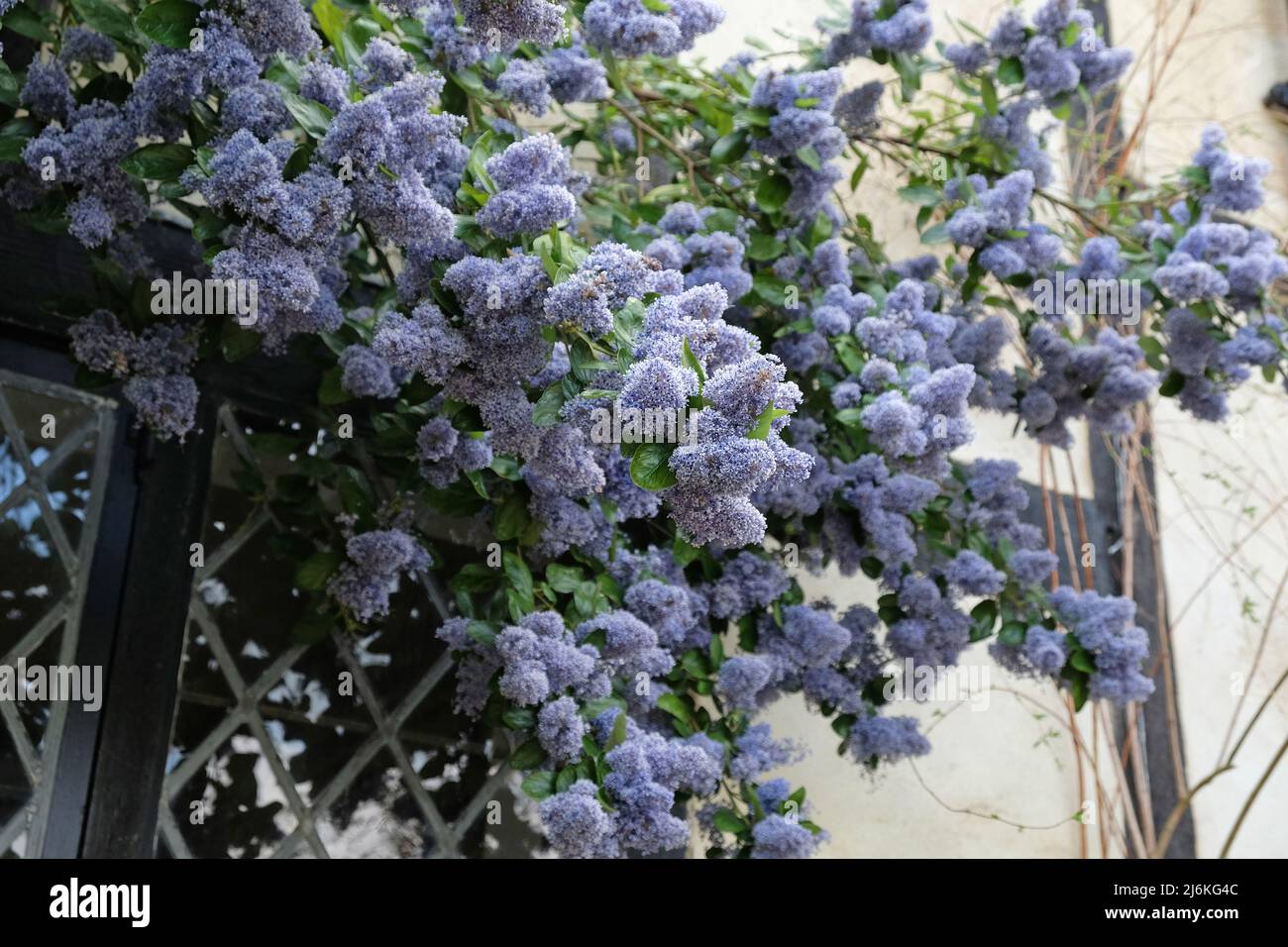 Island ceanothus tree 'Trewithen Blue' in flower Stock Photo - Alamy