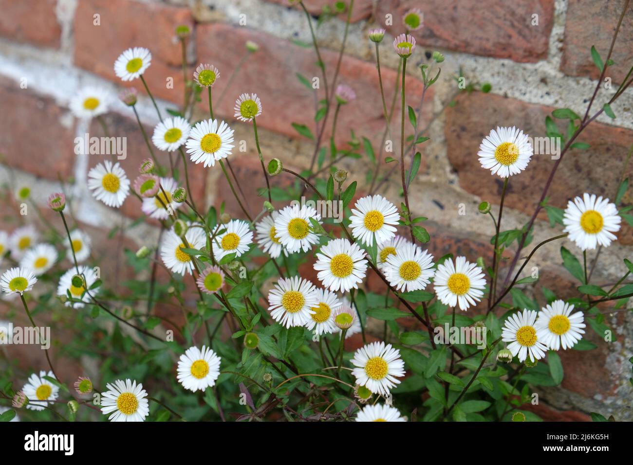 Mexican fleabane hi-res stock photography and images - Alamy