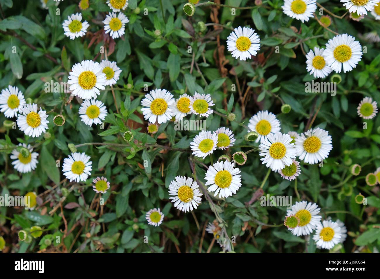 Mexican fleabane hi-res stock photography and images - Alamy