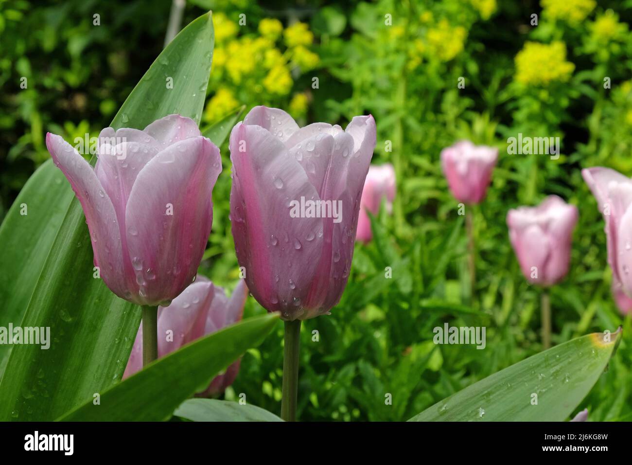 Mystic flowers hi-res stock photography and images - Alamy