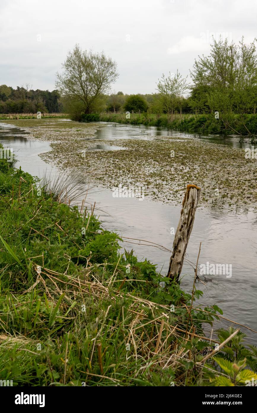 a scenic view of a chalk stream clear river in vibrant spring colour ...