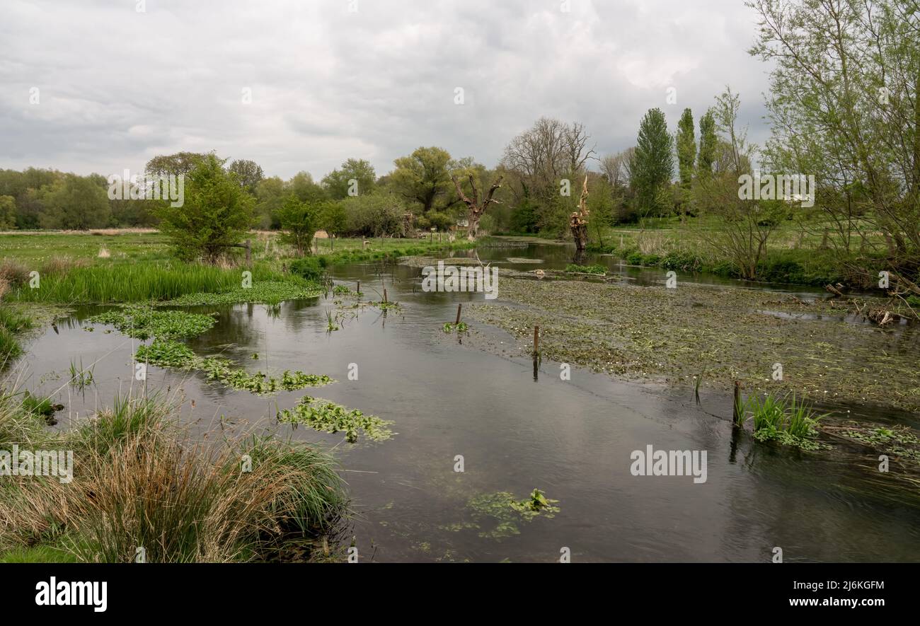 a scenic view of a chalk stream clear river in vibrant spring colour ...