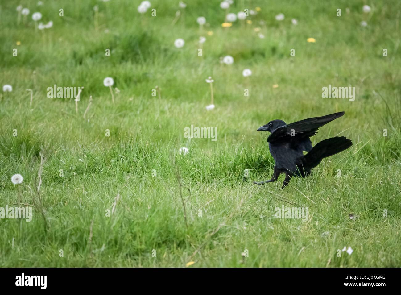 common raven (Corvus Corax) seeks out bugs and worms in lush green ...