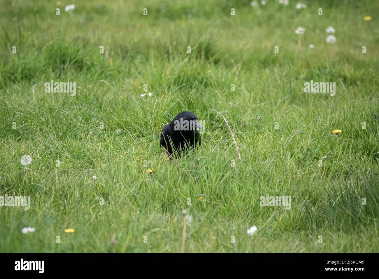 Raven corvus corax bugs hi-res stock photography and images - Alamy