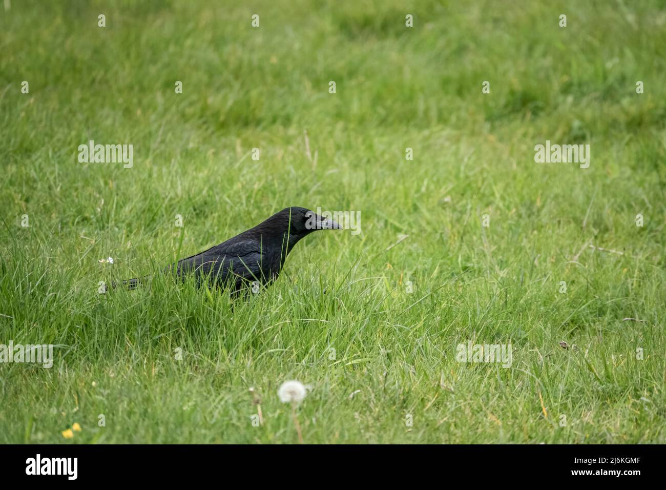 common raven (Corvus Corax) seeks out bugs and worms in lush green ...