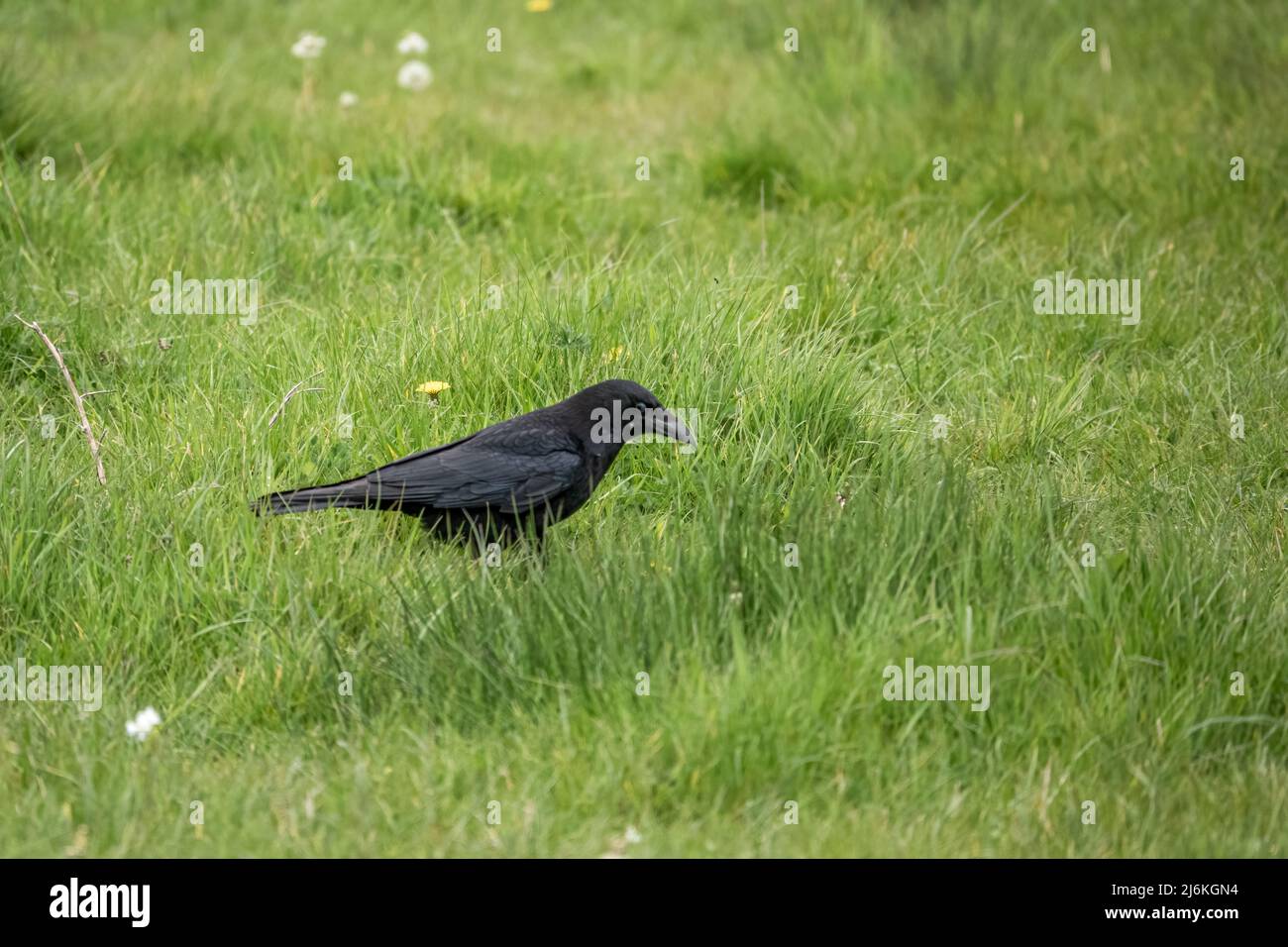 common raven (Corvus Corax) seeks out bugs and worms in lush green ...