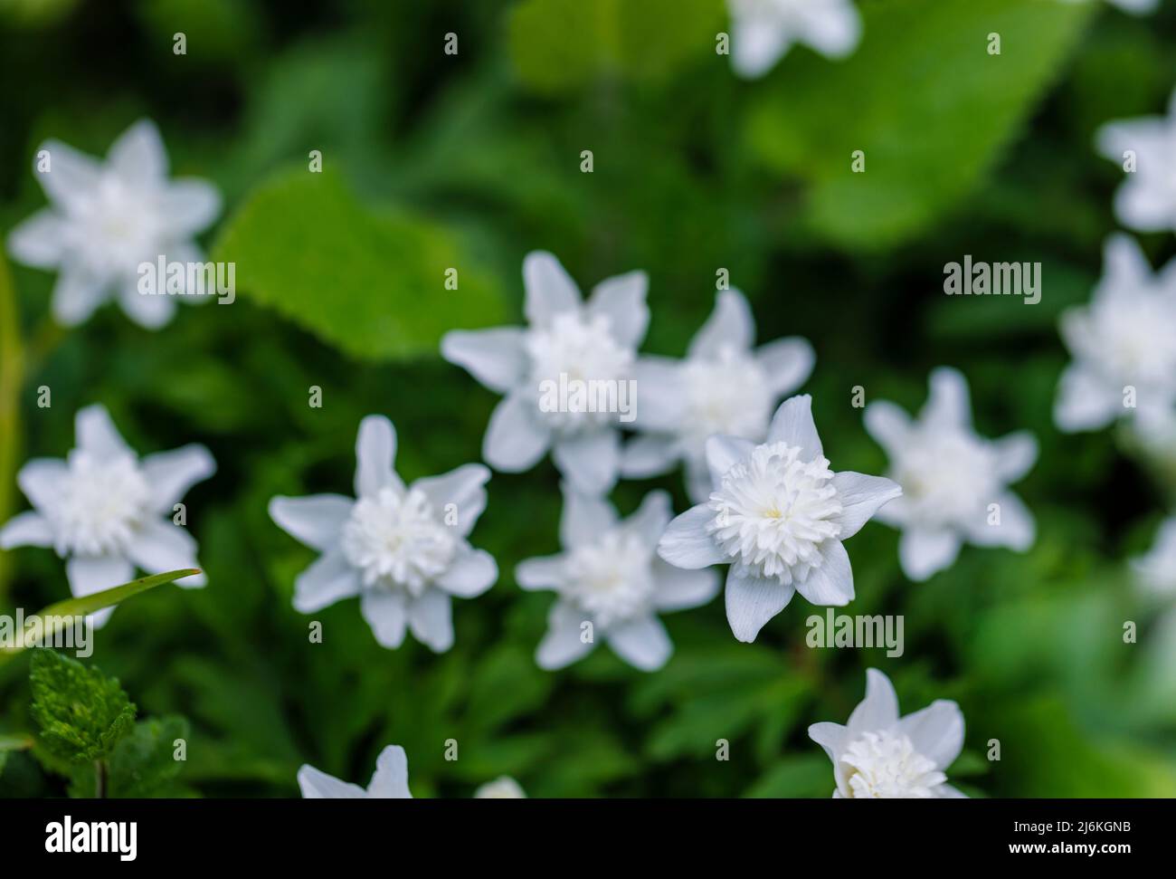 Close-up view of perennial white double Anemone nemorosa 'Vestal ...