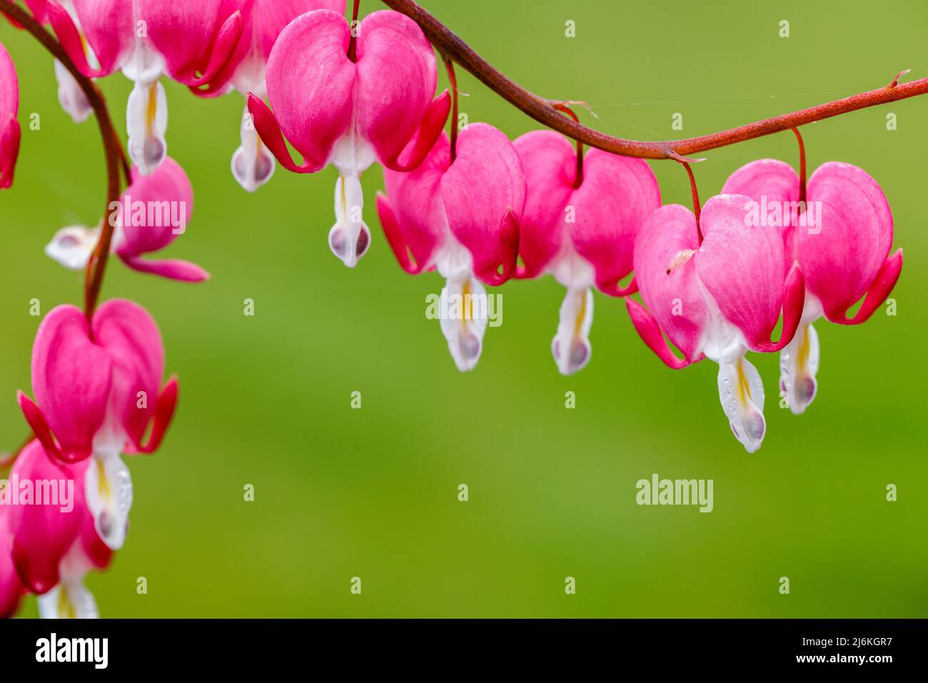 Close-up view of red flowers of bleeding heart plant (Lamprocapnos ...