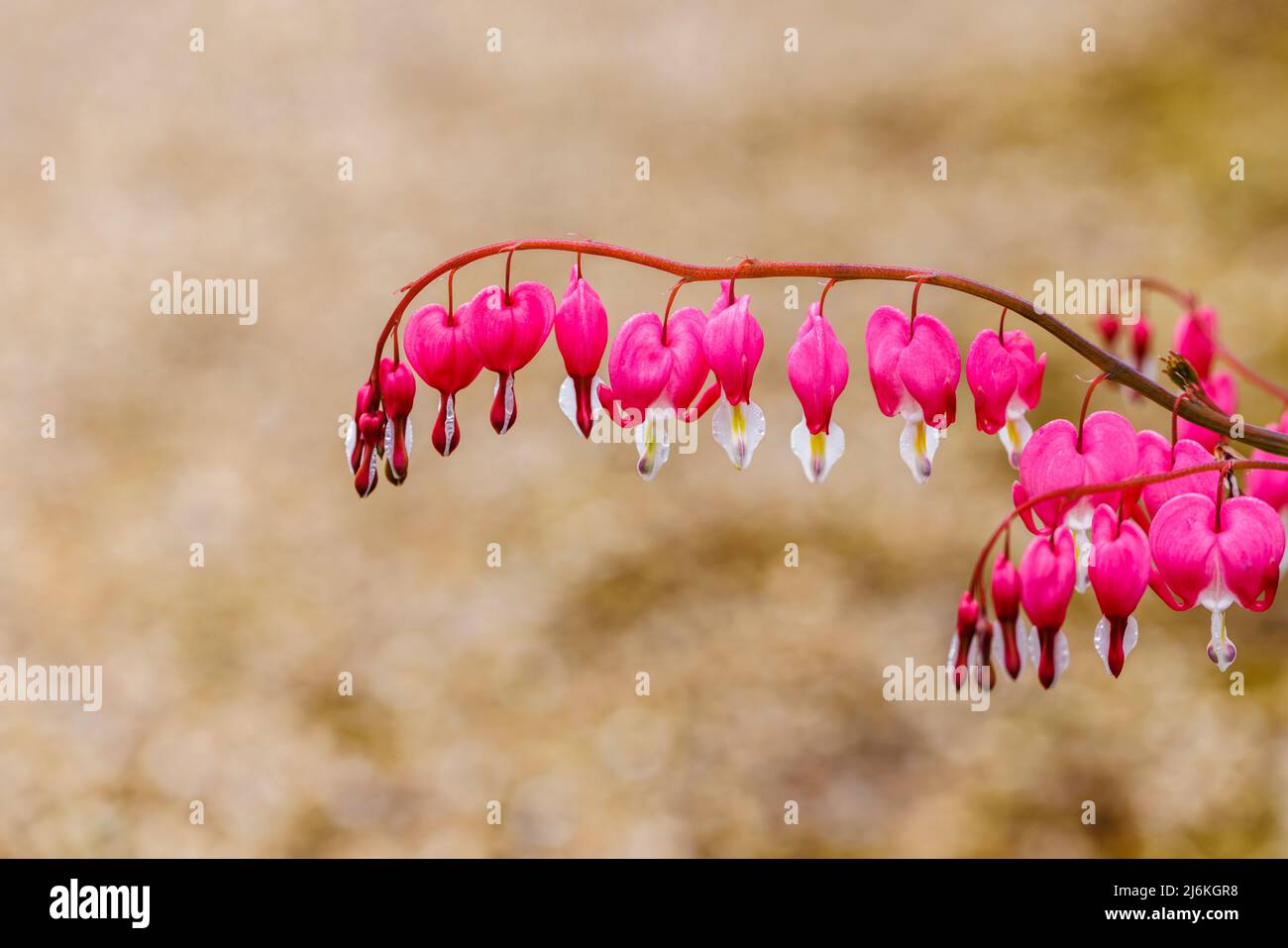 Close-up view of red flowers of bleeding heart plant (Lamprocapnos ...