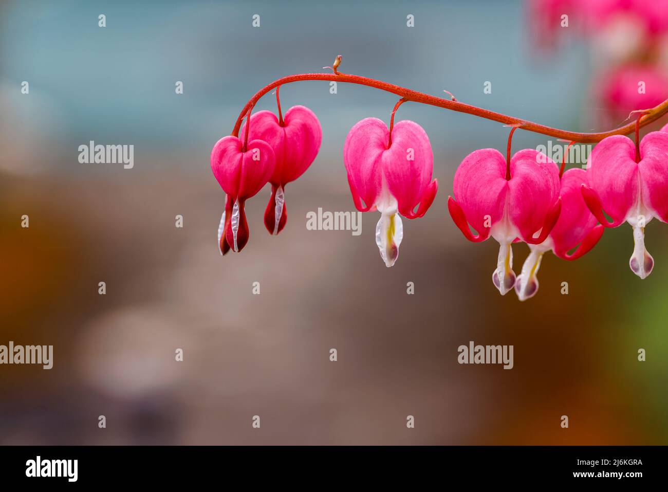 Close-up view of red flowers of bleeding heart plant (Lamprocapnos ...