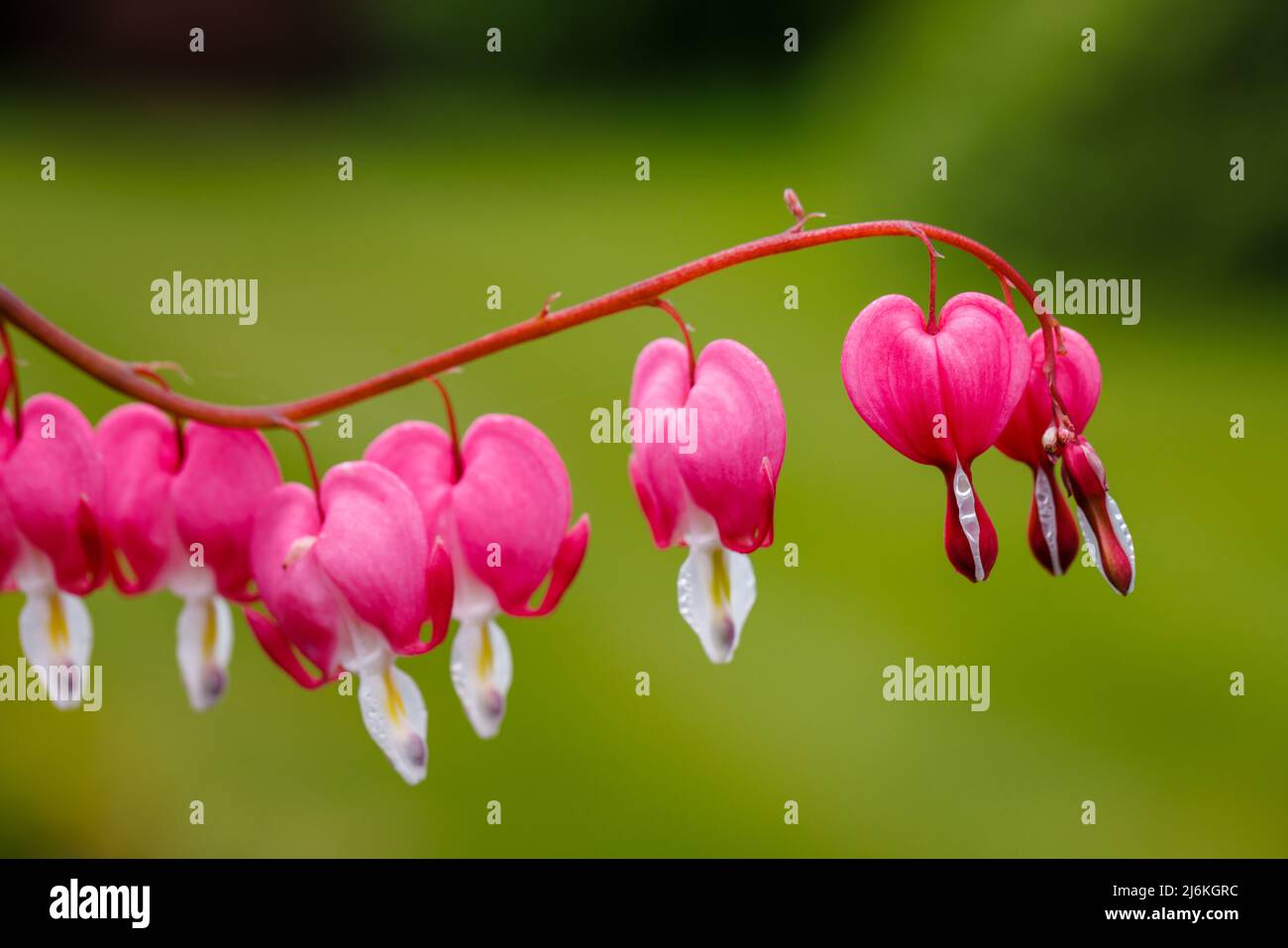 Close-up view of red flowers of bleeding heart plant (Lamprocapnos ...