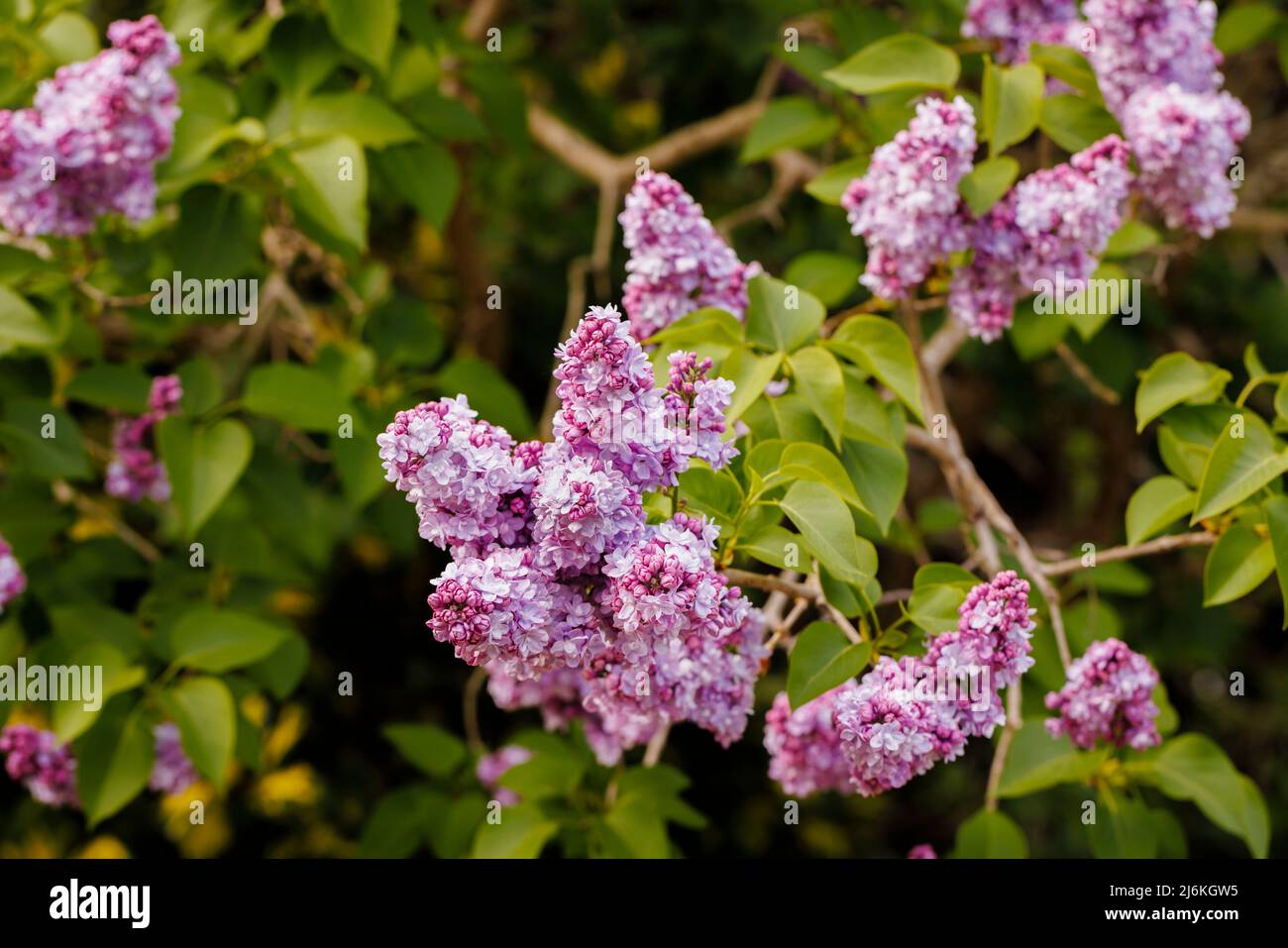 Lilacs bloom double flowering lilac hi-res stock photography and images ...