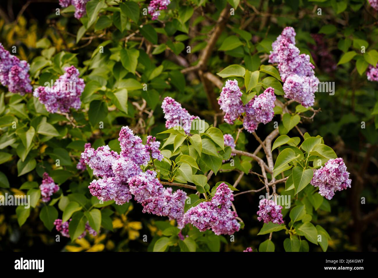 Lilacs bloom double flowering lilac hi-res stock photography and images ...
