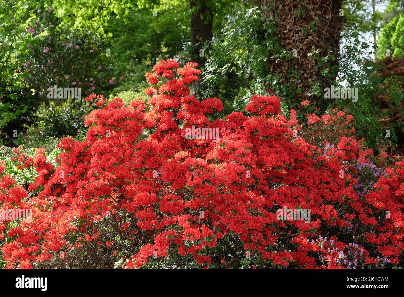 Red rhododendrons rhododendron in hi-res stock photography and images ...