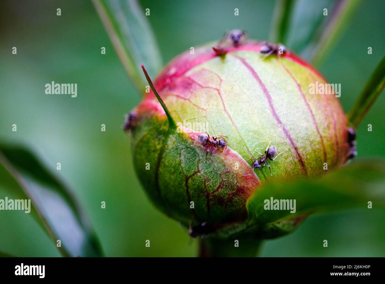 Mutualism relationships hi-res stock photography and images - Alamy