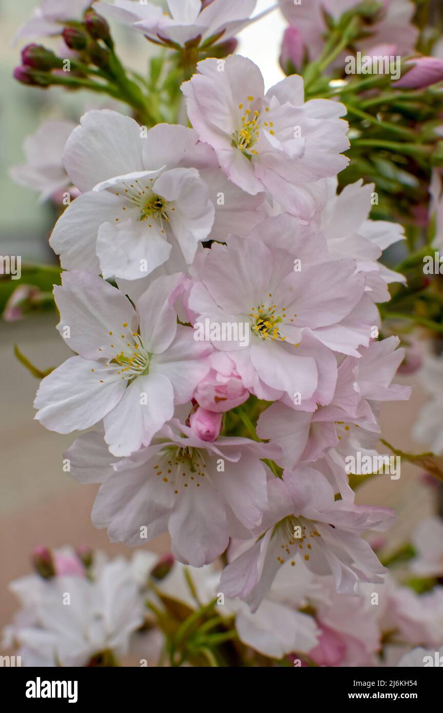 White-pink flowering cherry, at close range, Cerasus serrulata G. Don ...