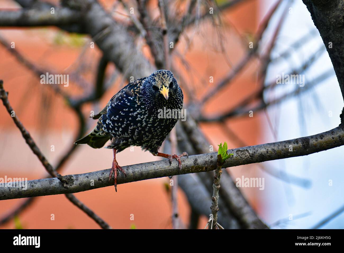 Common starling or European starling (Sturnus vulgaris) is a medium ...