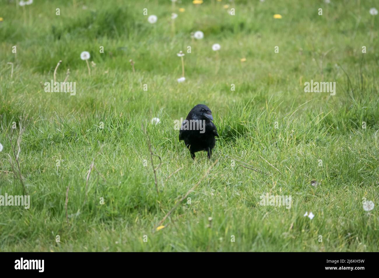 common raven (Corvus Corax) seeks out bugs and worms in lush green ...