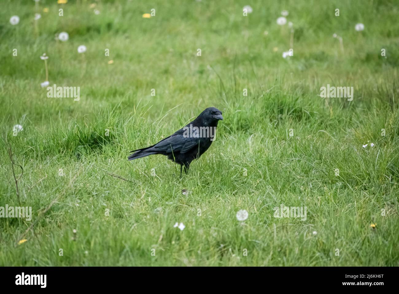 common raven (Corvus Corax) seeks out bugs and worms in lush green ...