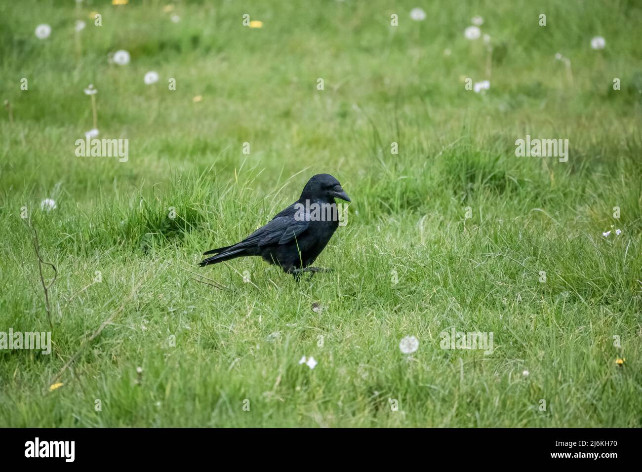 common raven (Corvus Corax) seeks out bugs and worms in lush green ...