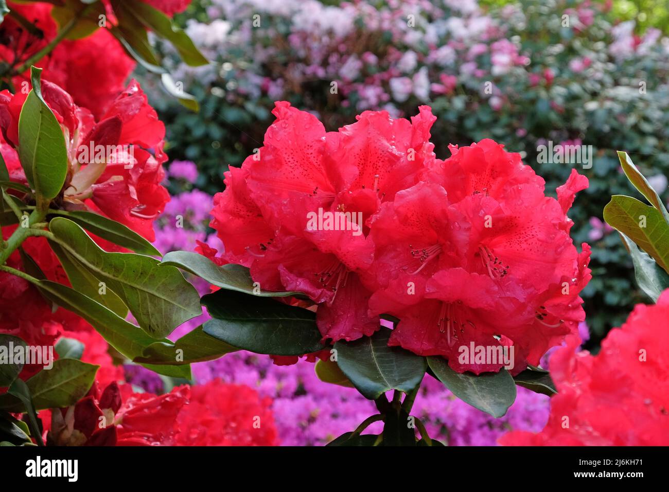 Bright red rhododendron 'Markeeta's Prize' in flower Stock Photo - Alamy