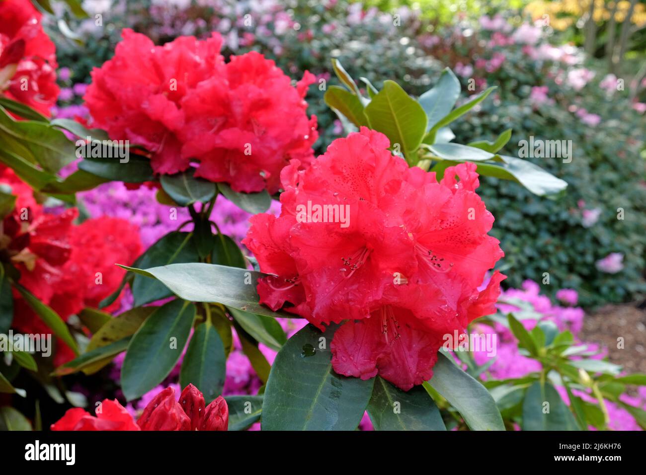 Bright red rhododendron 'Markeeta's Prize' in flower Stock Photo - Alamy