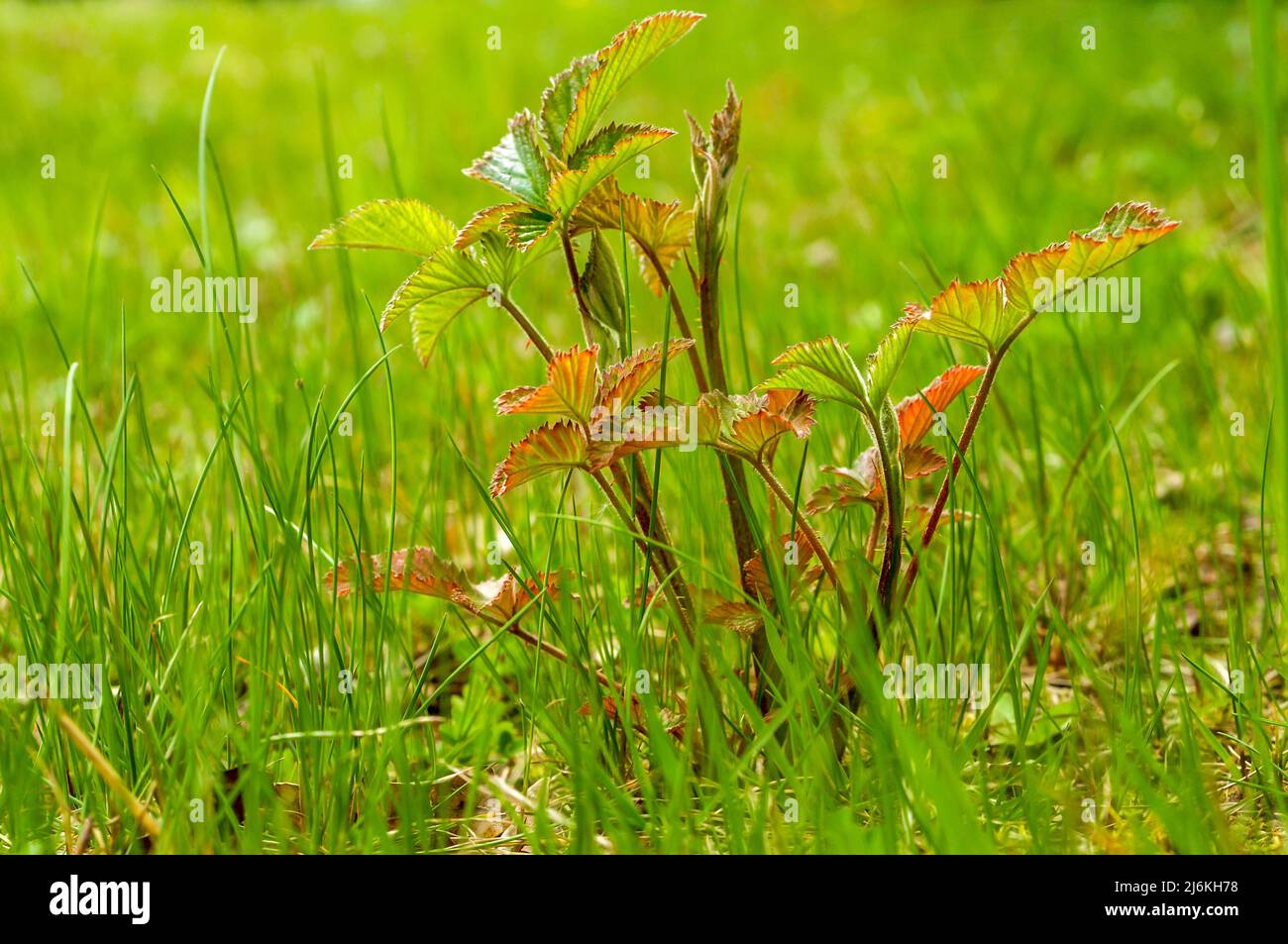 From a close range hi-res stock photography and images - Alamy