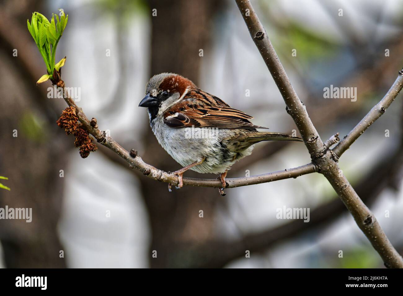 Eurasian tree sparrow (Passer montanus) is a passerine bird in the ...