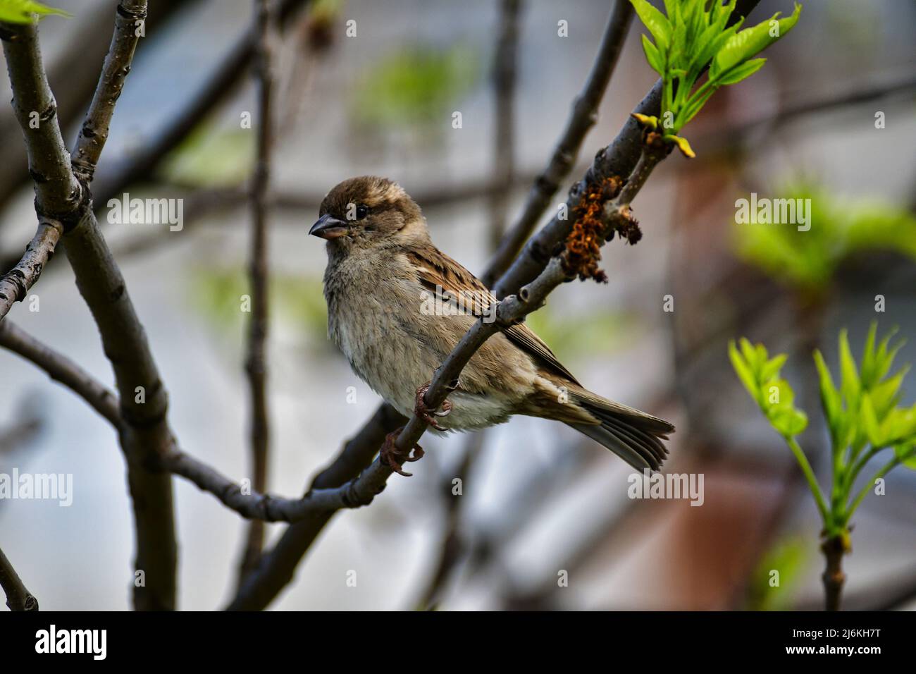 Eurasian tree sparrow (Passer montanus) is a passerine bird in the ...