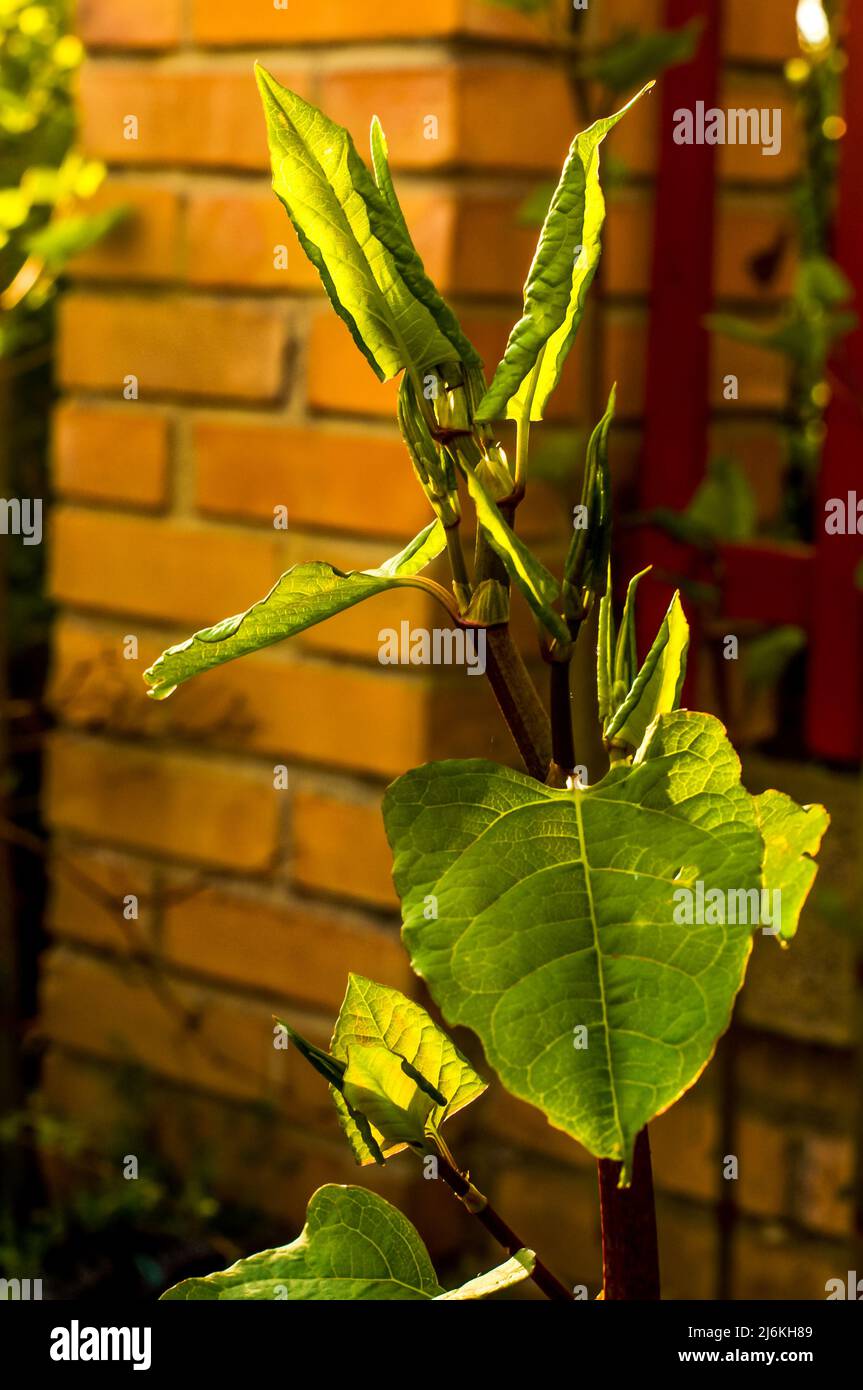 Leaves lit from sun hi-res stock photography and images - Alamy