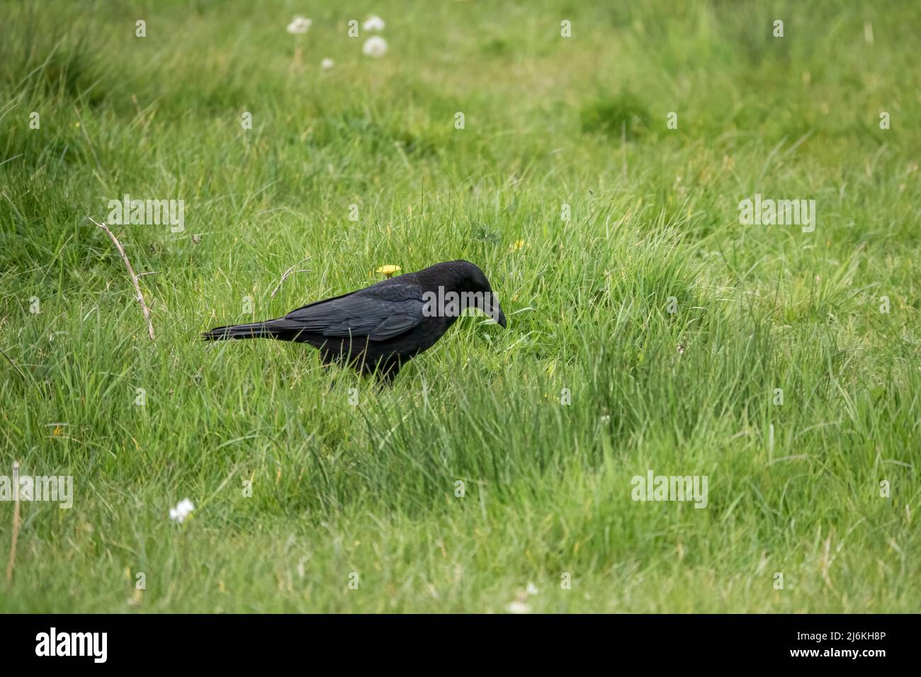 Raven in lush green hi-res stock photography and images - Alamy