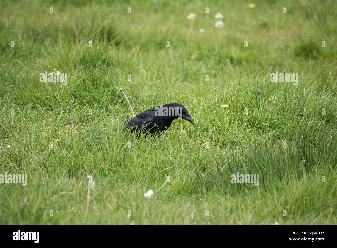 common raven (Corvus Corax) seeks out bugs and worms in lush green ...