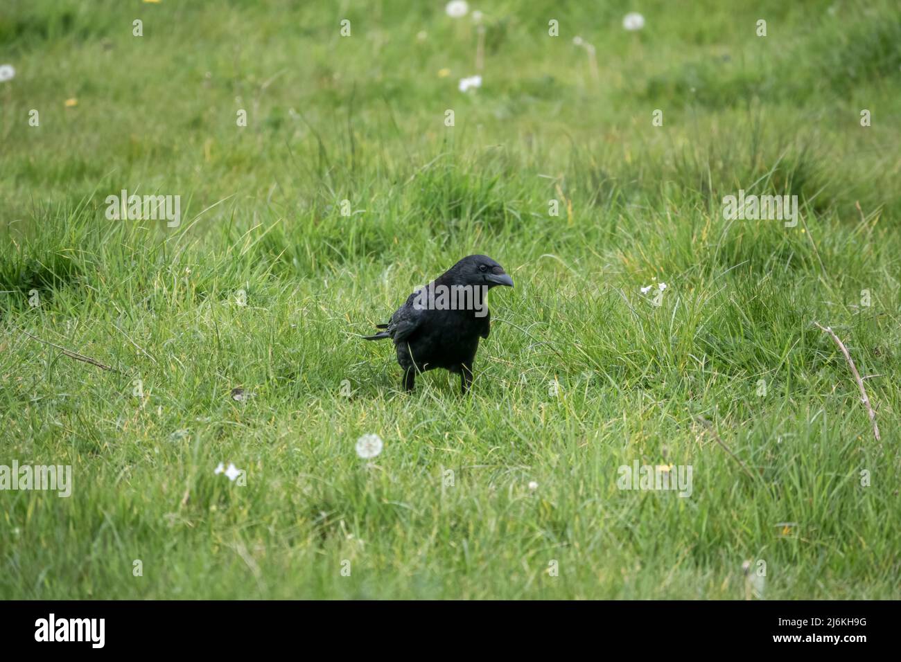 common raven (Corvus Corax) seeks out bugs and worms in lush green ...