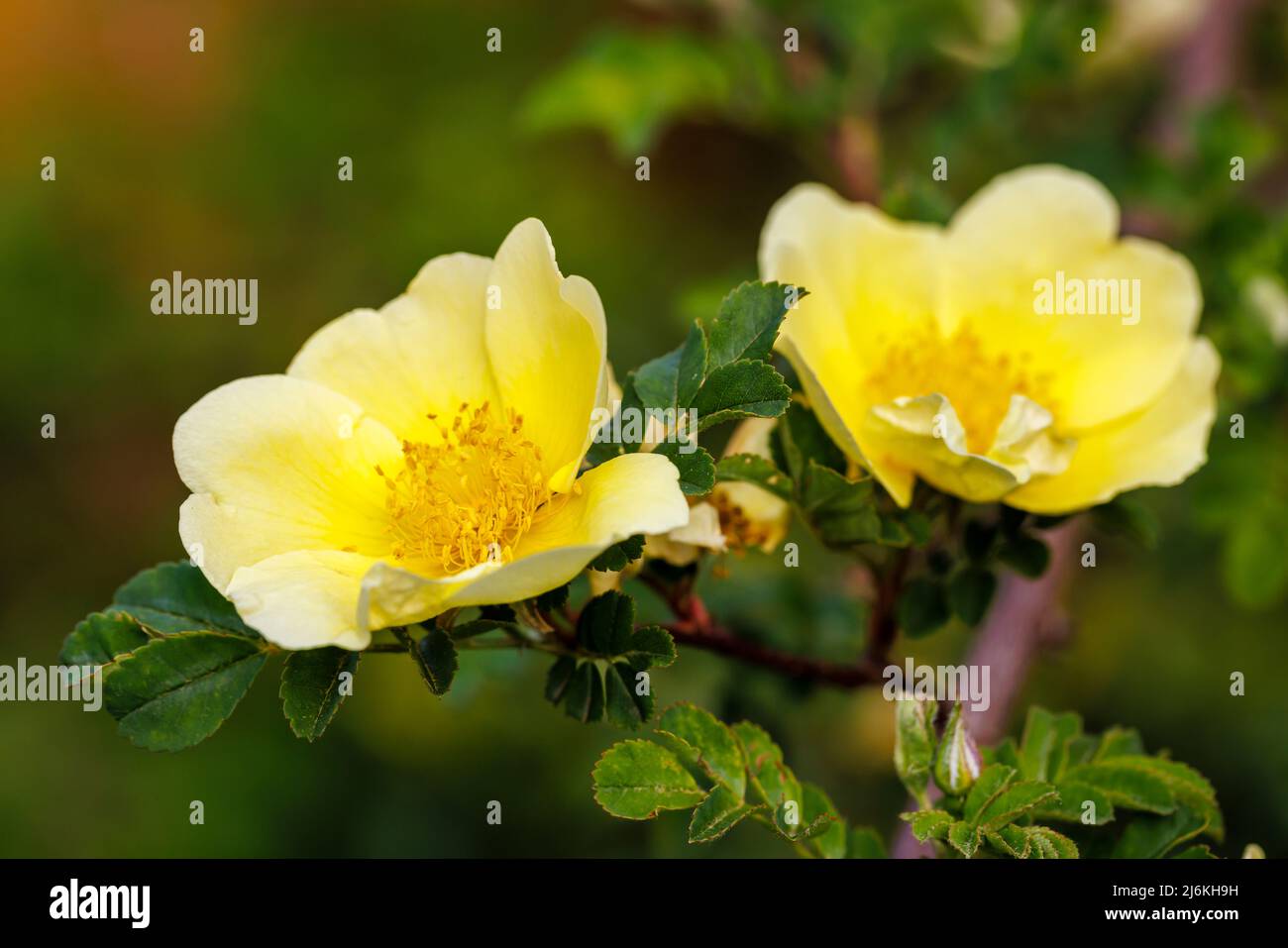 Early flowering large yellow shrub rose, single flowers of Rosa ...