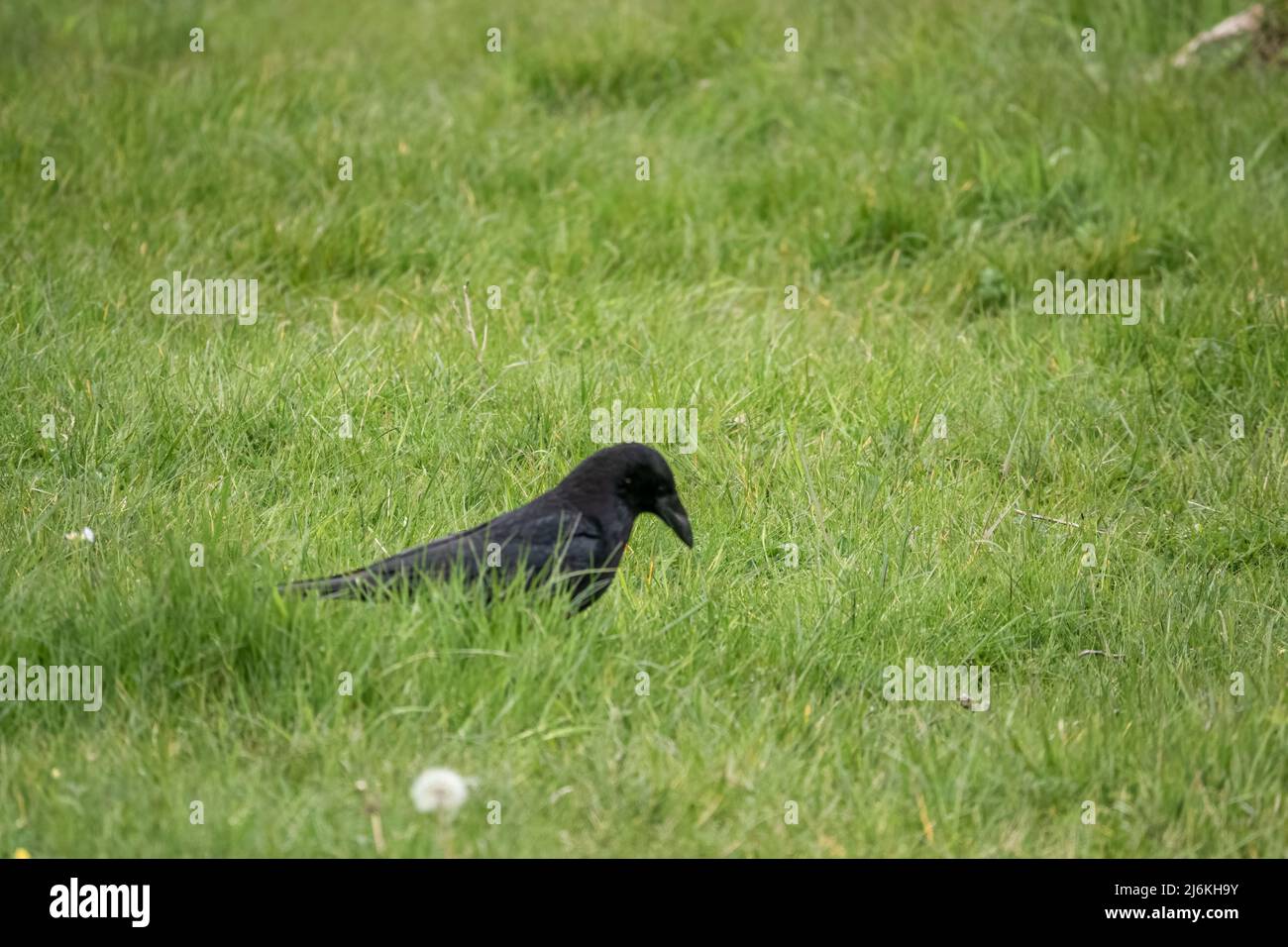 common raven (Corvus Corax) seeks out bugs and worms in lush green ...