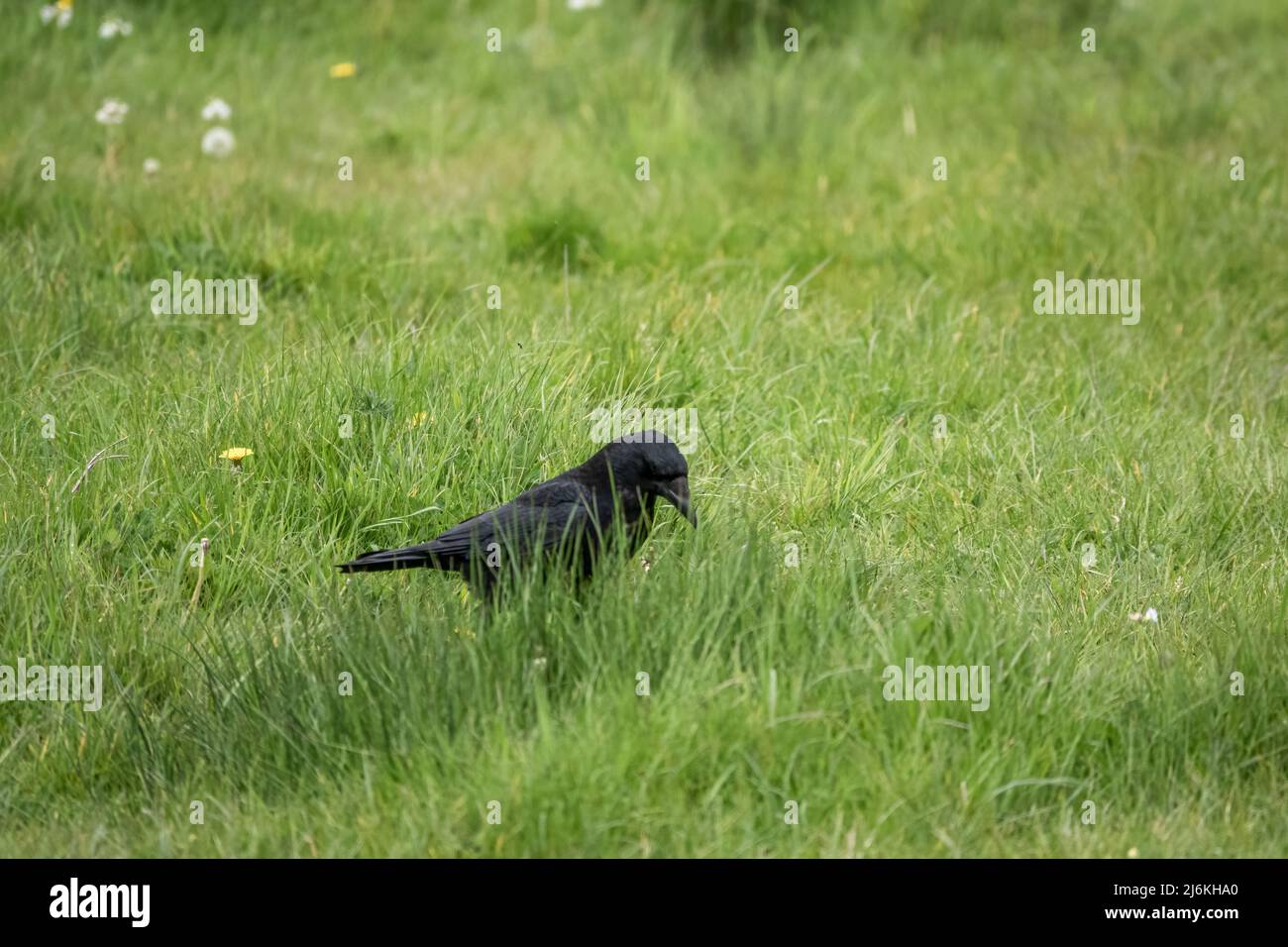 common raven (Corvus Corax) seeks out bugs and worms in lush green ...
