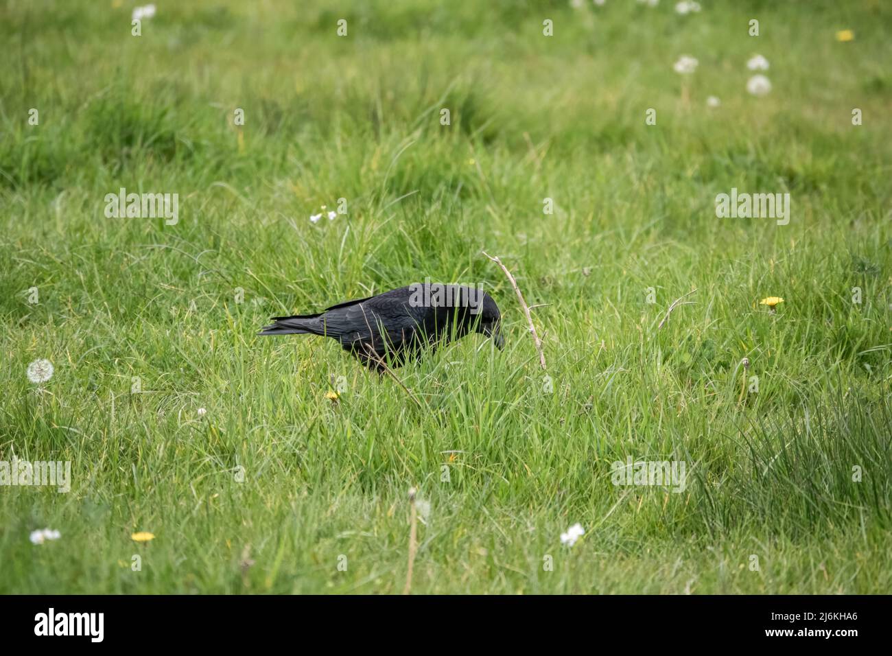 common raven (Corvus Corax) seeks out bugs and worms in lush green ...