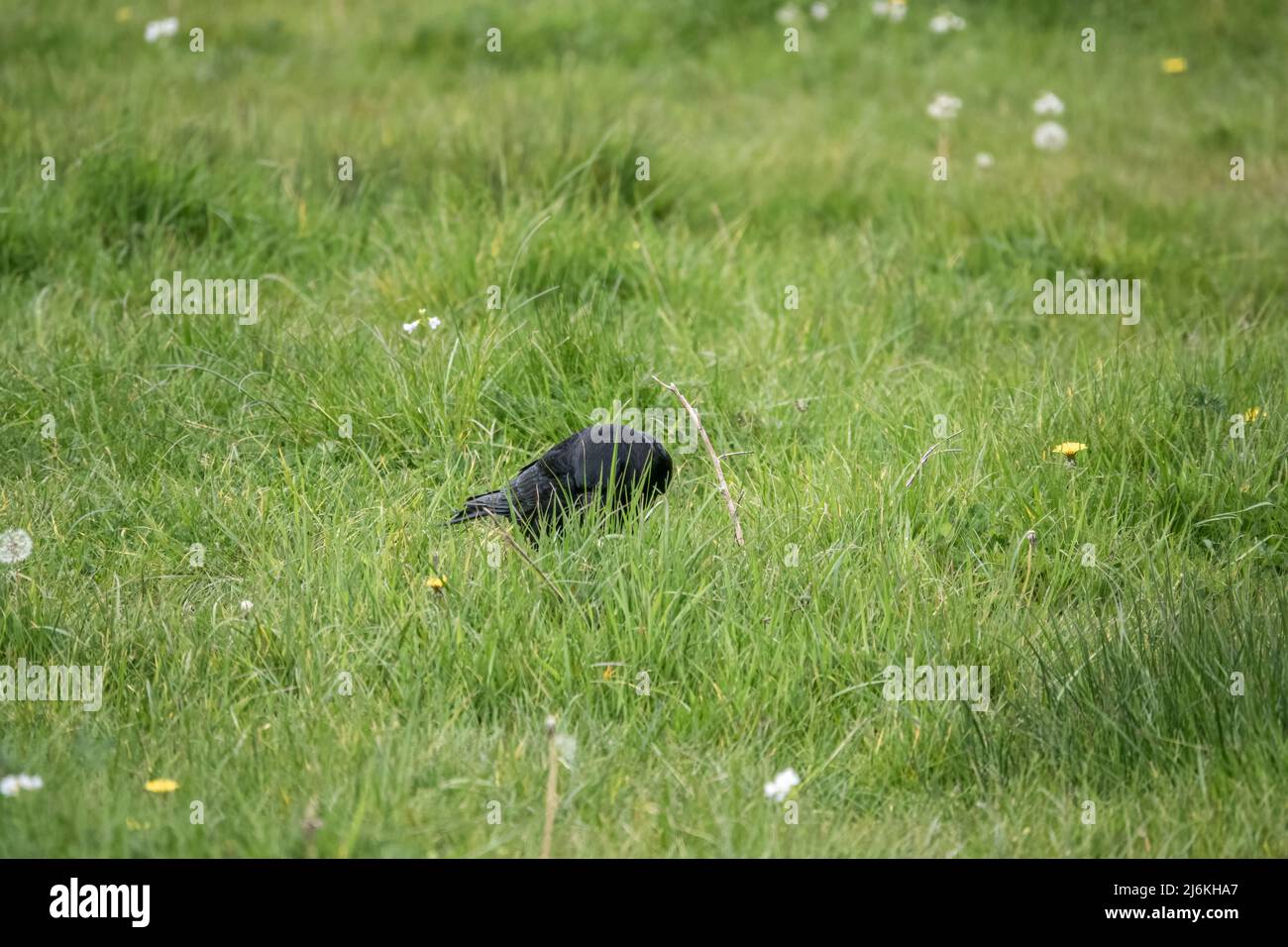 common raven (Corvus Corax) seeks out bugs and worms in lush green ...