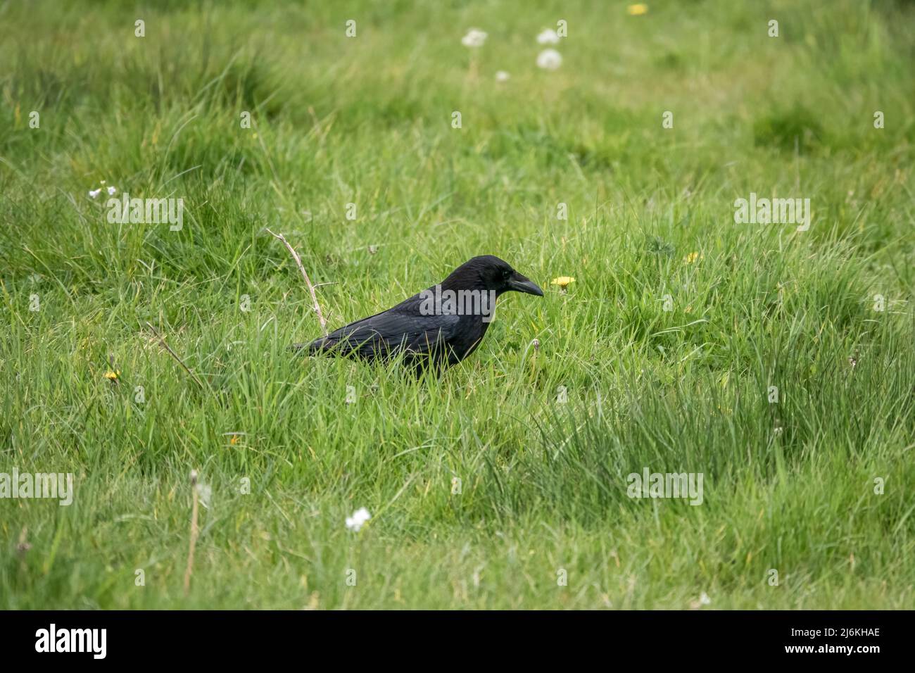 common raven (Corvus Corax) seeks out bugs and worms in lush green ...