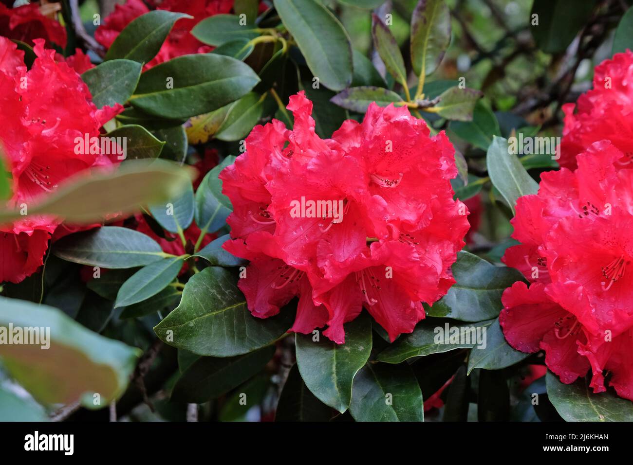 Bright red rhododendron 'Markeeta's Prize' in flower Stock Photo - Alamy