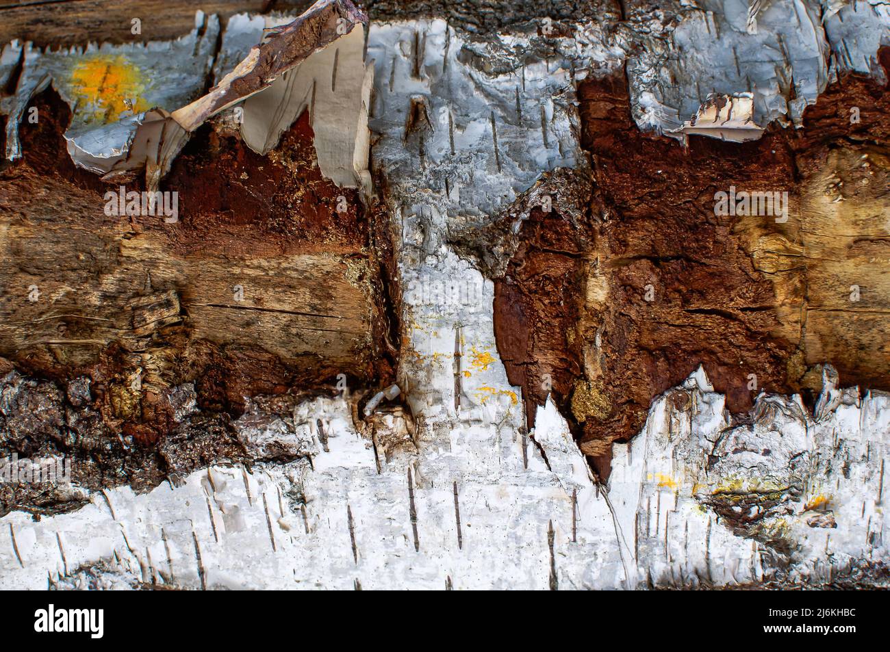 wood texture with white bark, birch board, background wallpaper for ...