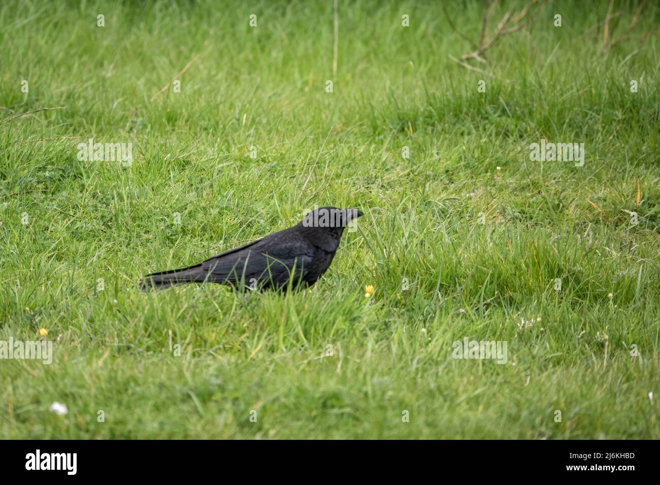 common raven (Corvus Corax) seeks out bugs and worms in lush green ...