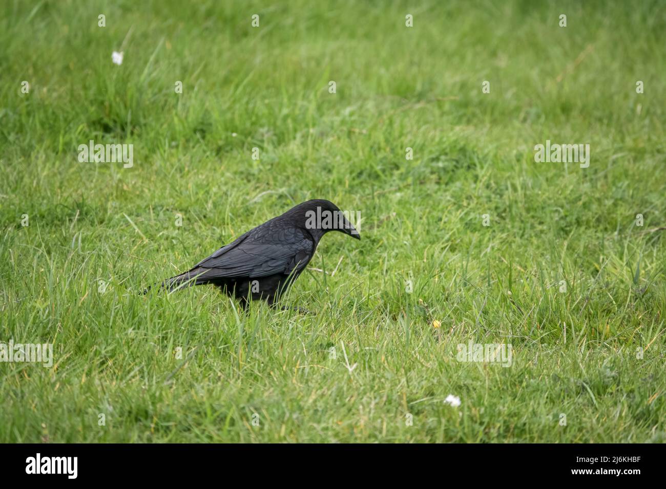 common raven (Corvus Corax) seeks out bugs and worms in lush green ...