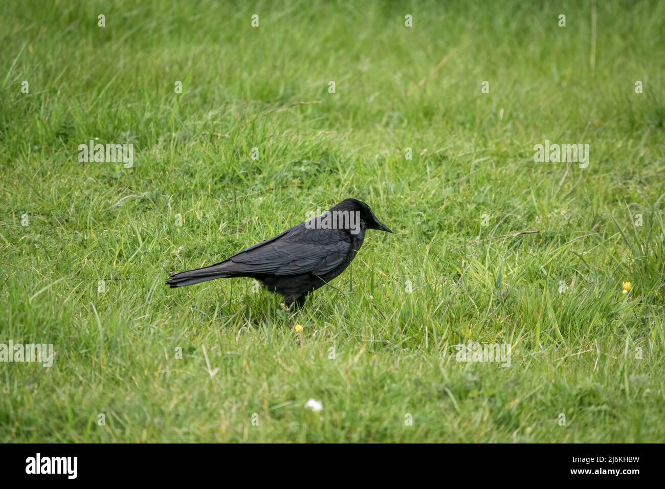 common raven (Corvus Corax) seeks out bugs and worms in lush green ...