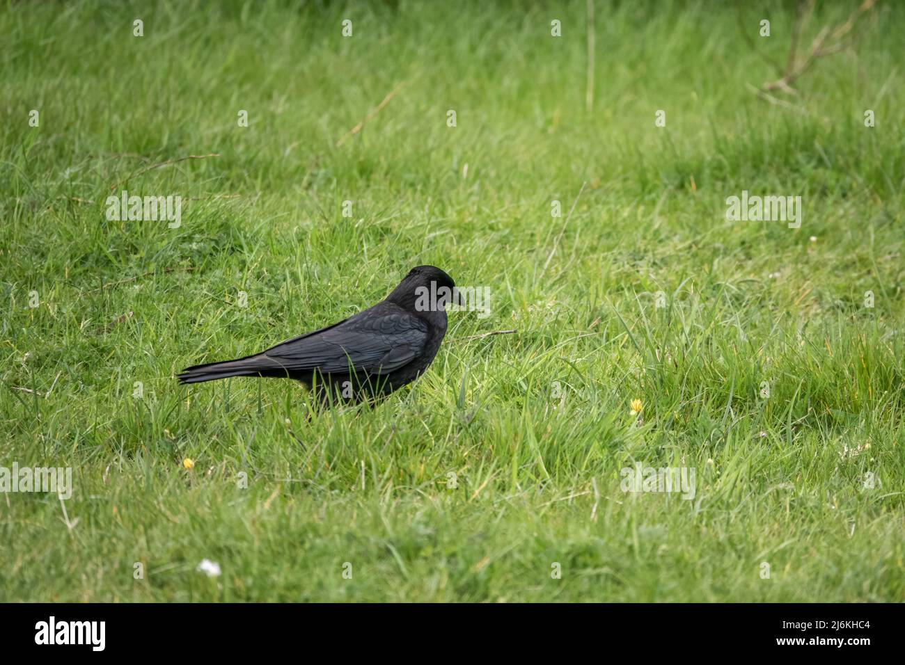 common raven (Corvus Corax) seeks out bugs and worms in lush green ...
