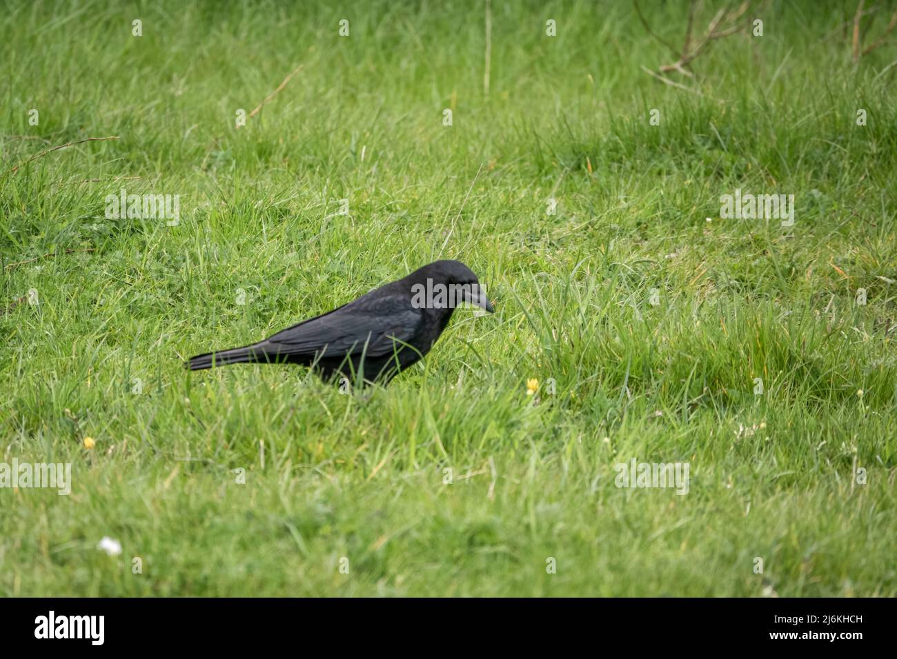 common raven (Corvus Corax) seeks out bugs and worms in lush green ...